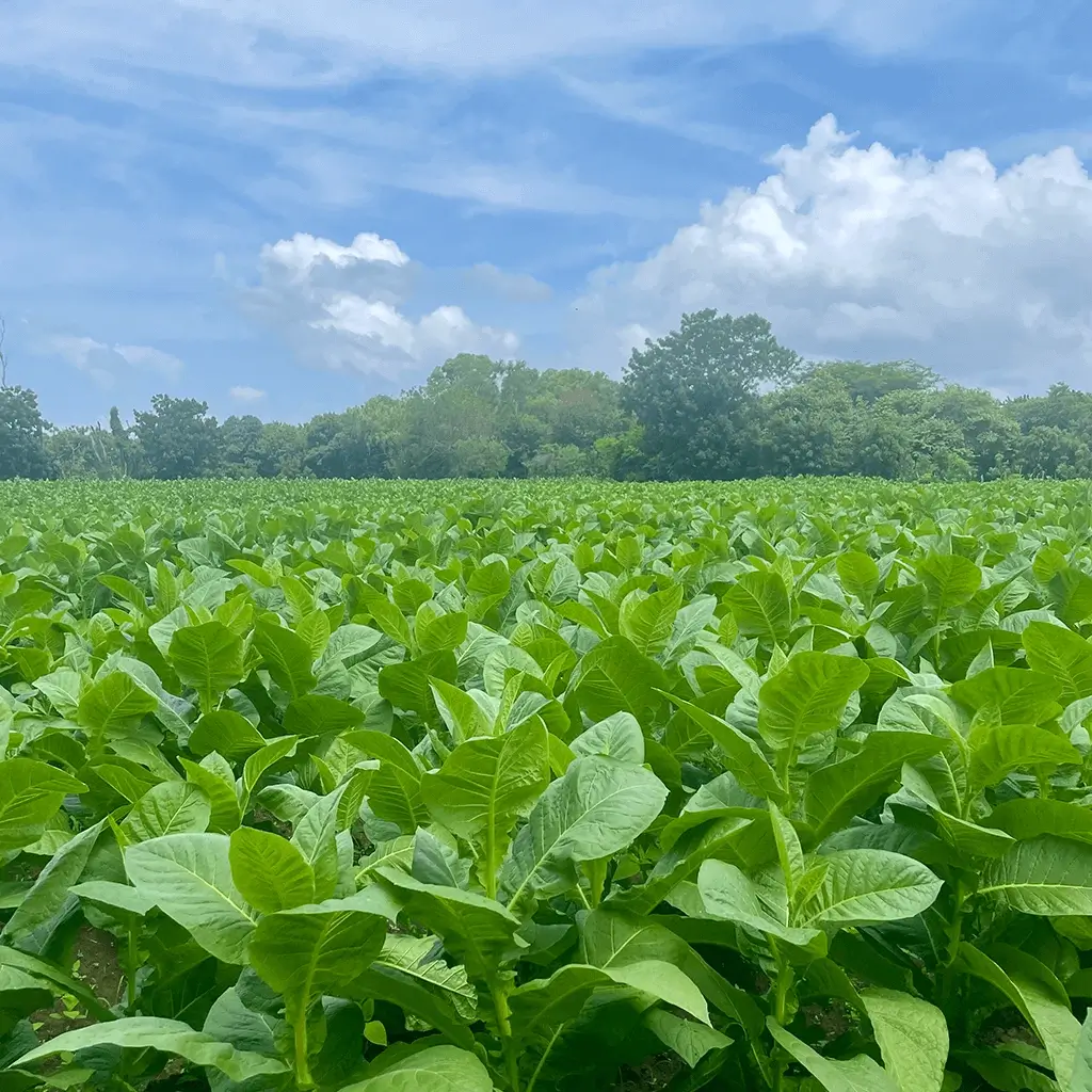 Lujo Cigars | Nicaragua